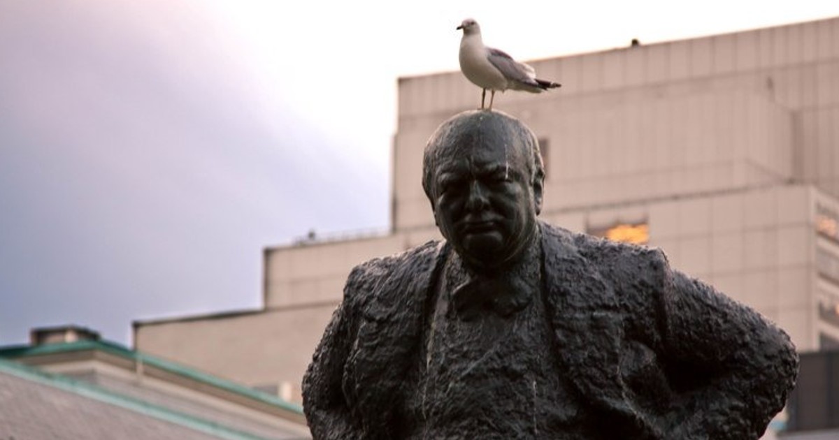 Hit internetu: mewa "pożyczyła" kamerę i nagrała niesamowity film - Film