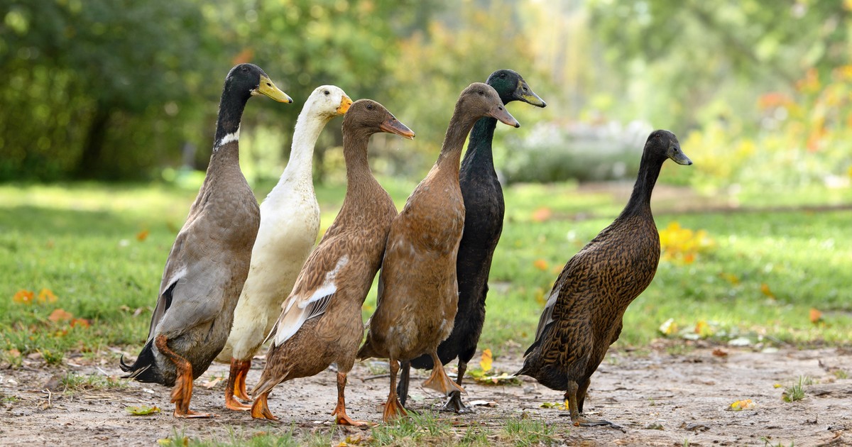 Kaczki bieguski w ogrodzie to niezawodny sposób na ślimaki. Problem ...
