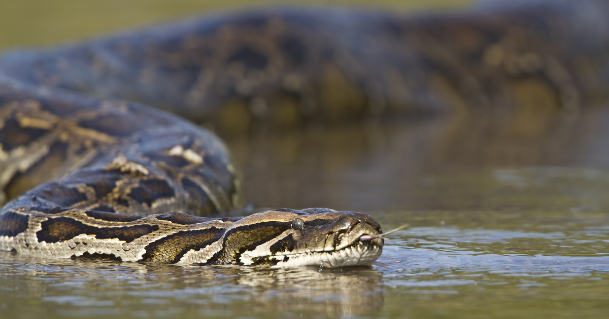 Pyton wciągnął do basenu dziecko. "Tak to już jest w Australii" - Podróże