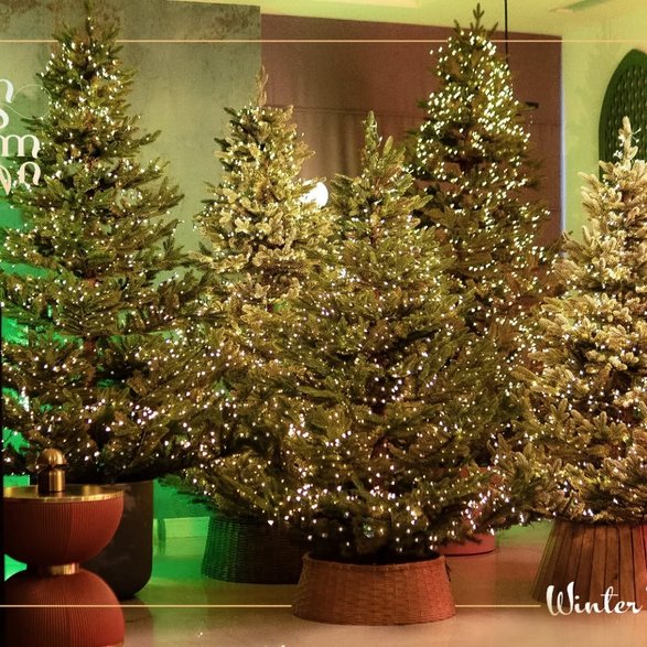 Światowa stolica choinek jest w Polsce. "Panie, ja po nocach nie śpię ...