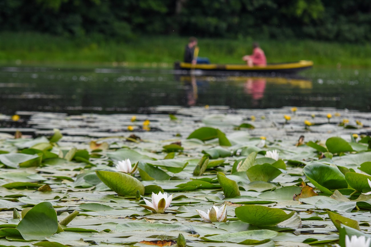 KAKVA LEPOTA USRED SRBIJE! Beli i žuti lokvanj, strogo zaštićene vrste ...