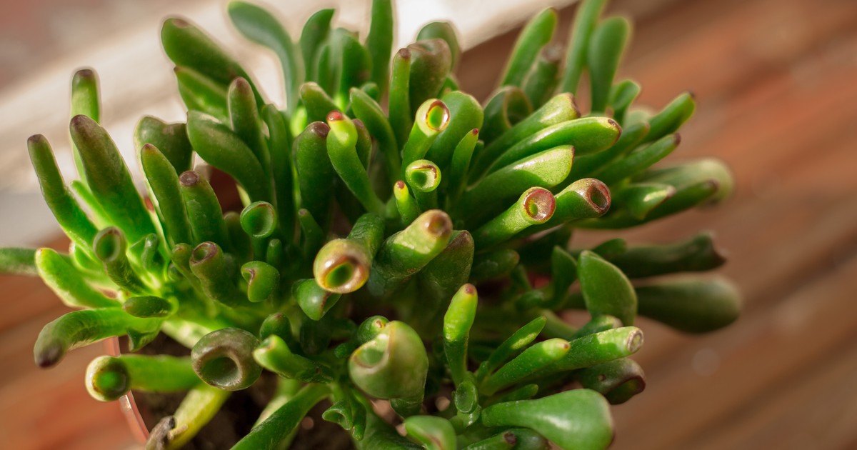 Uszy Shreka to nowy hit wśród roślin domowych. Efektowne i ...