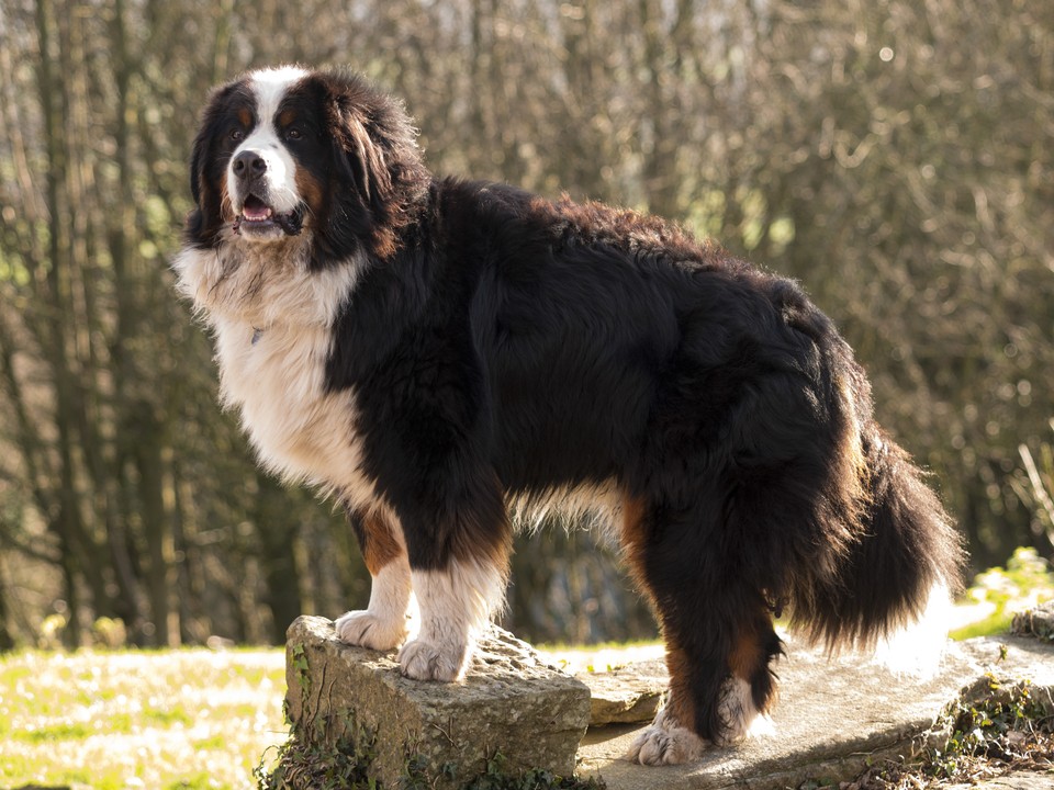 Spokojne rasy psów dla początkujących - opis rasy, zdjęcia - Kobieta