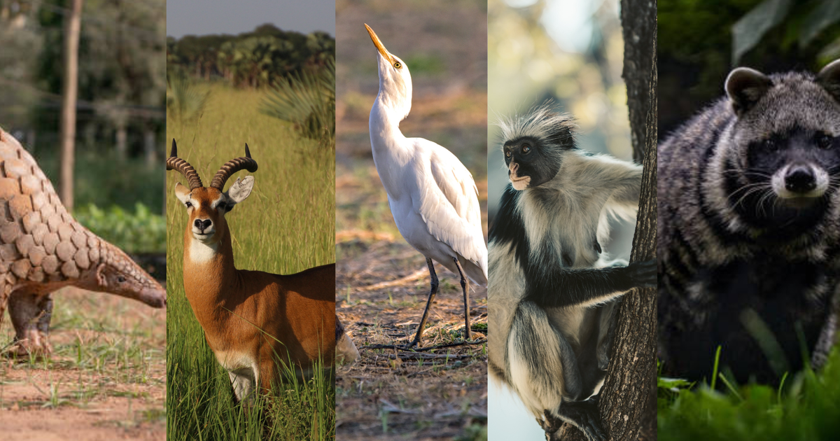 Meet the five longest-serving Buganda clans of the longest-serving ...