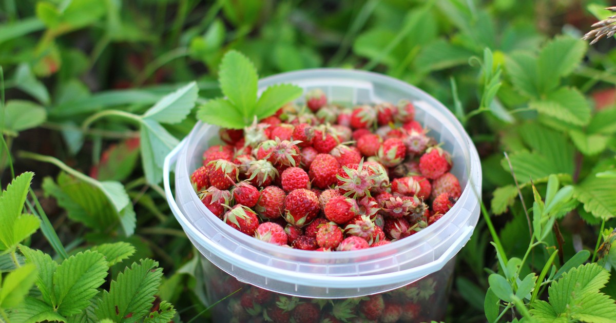 Poziomki - uprawa na balkonie i rabatach, pielęgnacja, właściwości - Dom