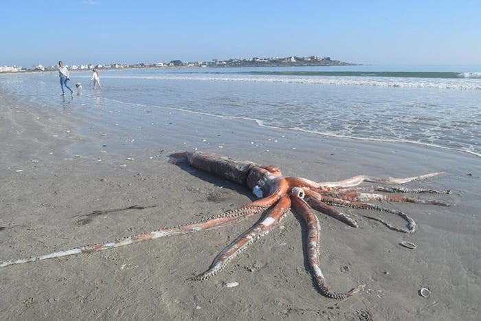 Photos show a rare, 14-foot giant squid that washed ashore in South Africa | Business Insider Africa