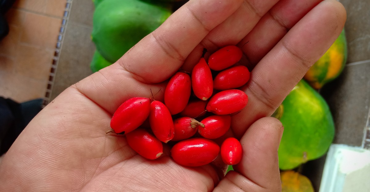 Mirakulina - właściwości i zastosowanie. To mało znany zamiennik cukru