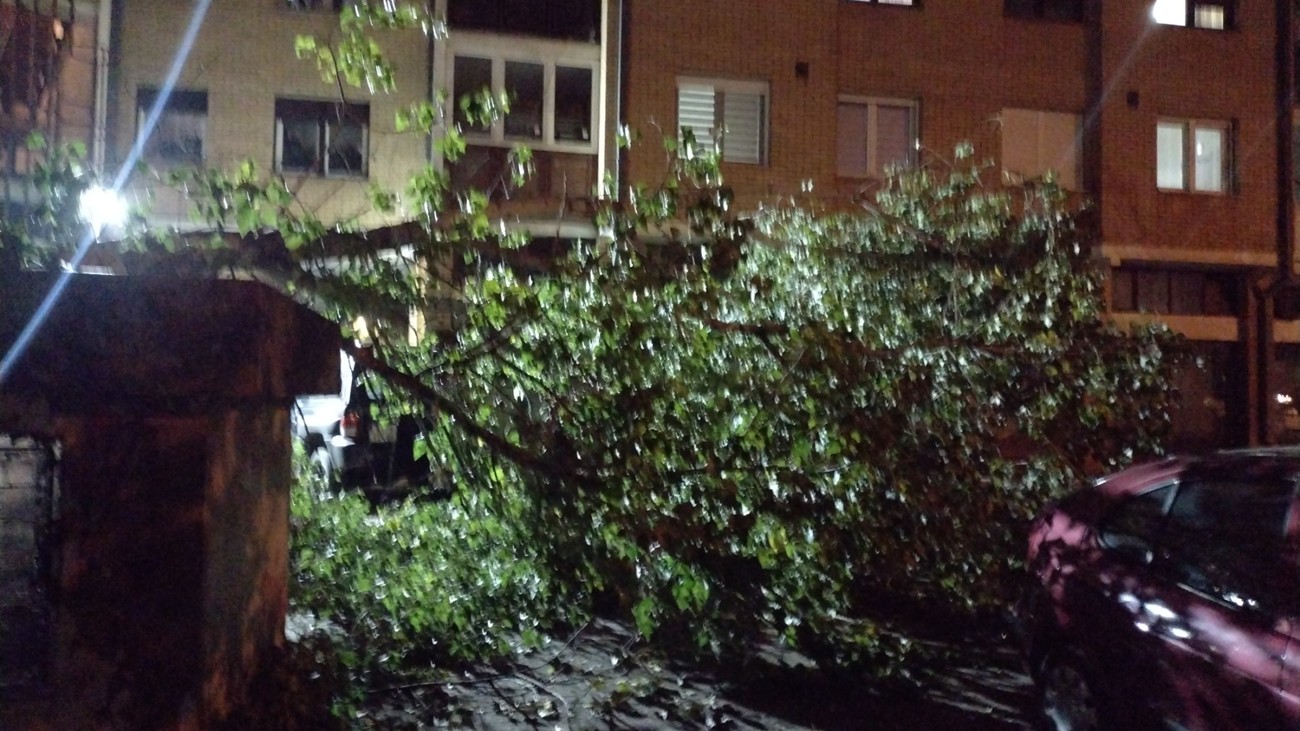 "DEČAK JE MOGAO DA STRADA, DRVO JE VISOKO 20 METARA, TEŠKO STOTINE KILOGRAMA" Dramatične scene ...