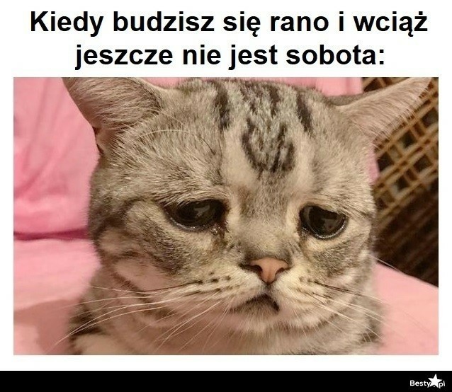 Dopiero wtorek, a już czekasz na weekend? Te memy poprawią ci humor ...