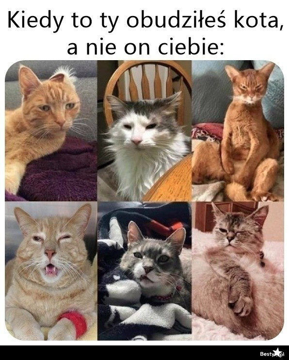 Zobacz najlepsze memy o kotach. Samo życie - Kobieta