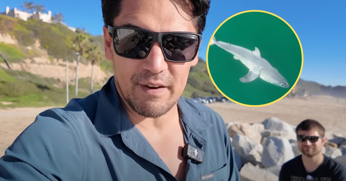 Youtuber zrobił pierwsze na świecie zdjęcie nowo narodzonego rekina ...