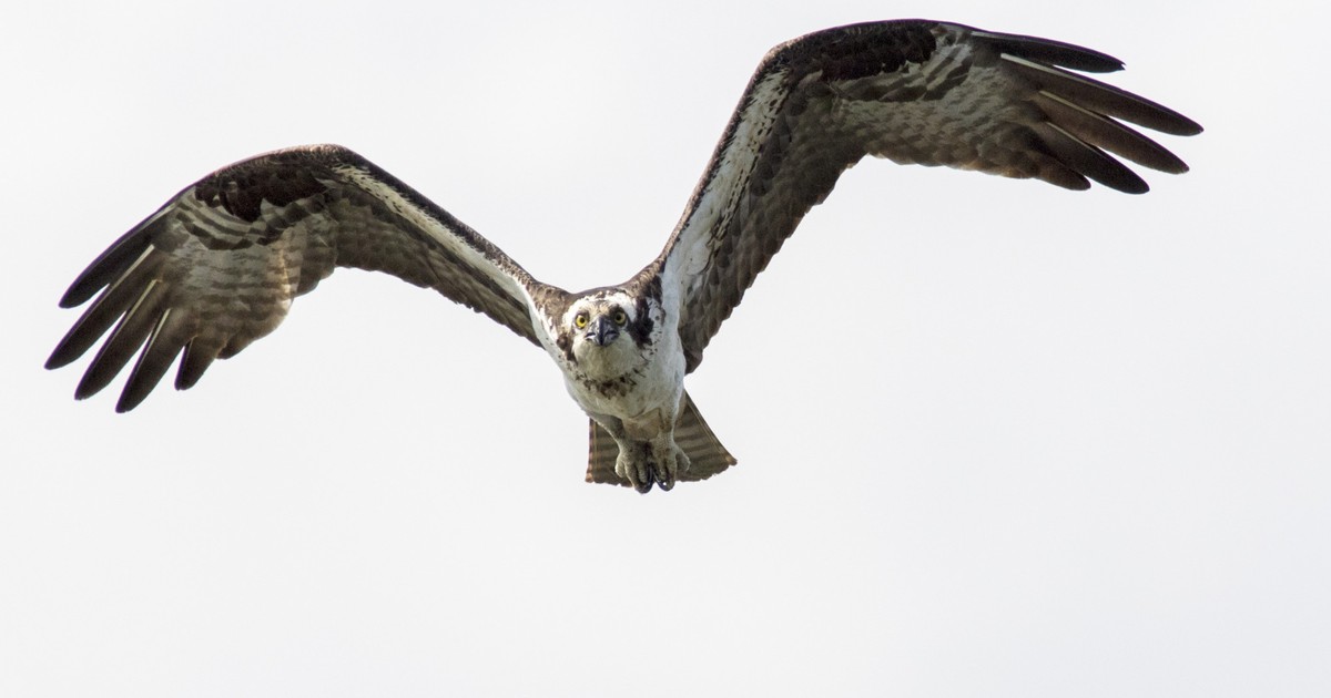 Rybołów przeleciał 7 tys. km z Finlandii do Kenii - Wiadomości