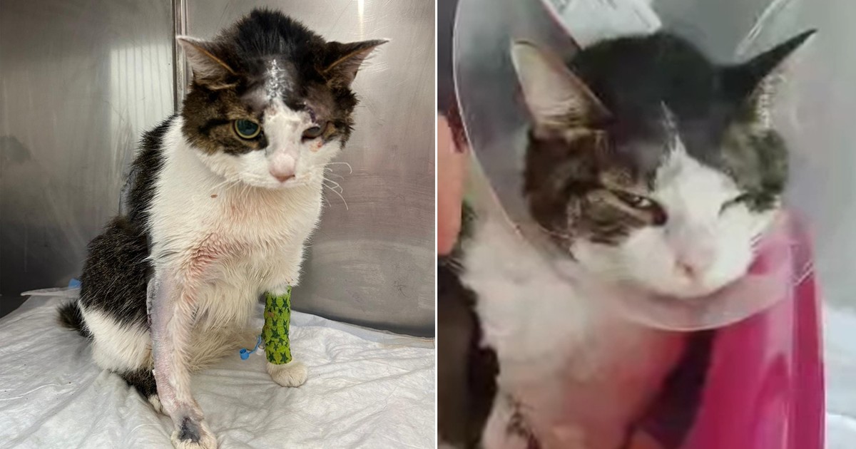 Poruszająca historia kota Pandka. Maltretowane zwierzę z Krakowa nie ...
