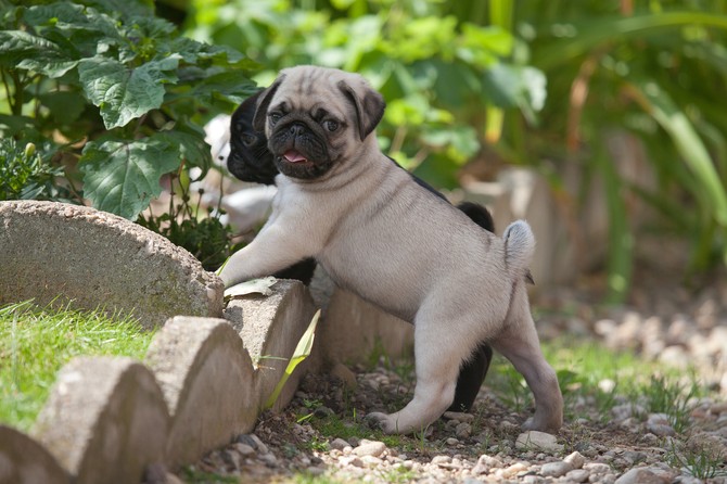 Labrador, mops ili mešanac? Ovo su najbolje kuce za vaše dete... - Zena.rs