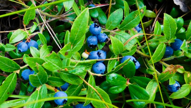 Jagody – pyszne i pełne wartości odżywczych. Co można z nich zrobić ...