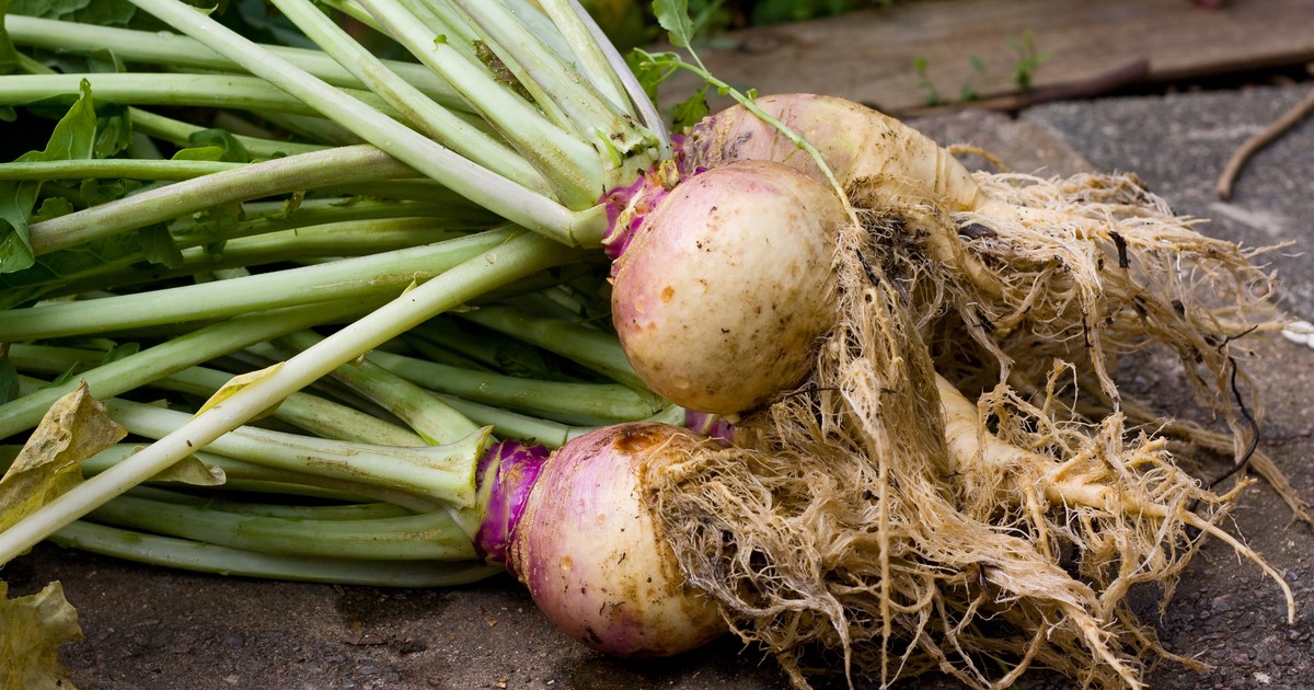 Brukiew – warzywo o działaniu przeciwstarzeniowym i przeciwnowotworowym