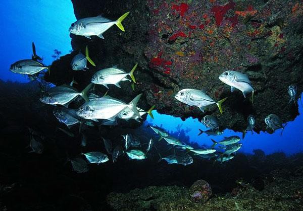 Kajmany - podwodny świat - Podróże