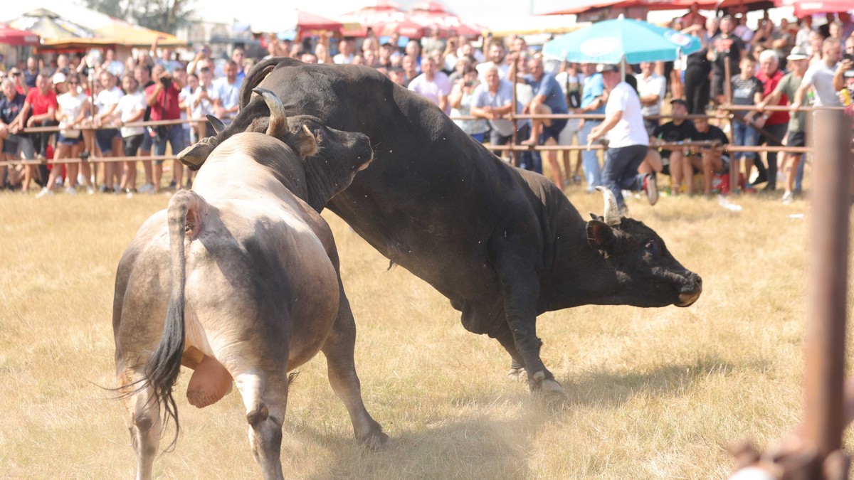 (VIDEO, FOTO) DA LI ĆE JABLAN OSVOJITI TITULU "JABLAN" Počelo je ...