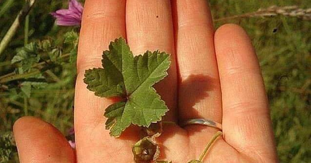 Boży chlebek. Zapomniana roślina o zaskakujących leczniczych ...