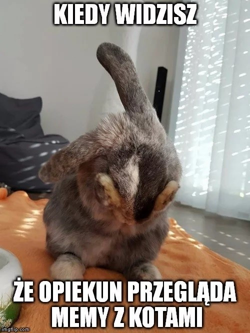 Międzynarodowy Dzień Królika. Zobacz najlepsze memy - Kobieta