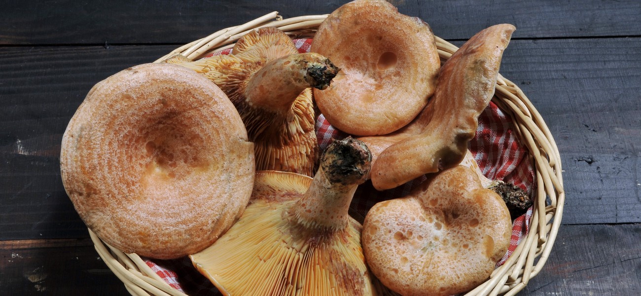 Rydze marynowane: przepis babci palce lizać