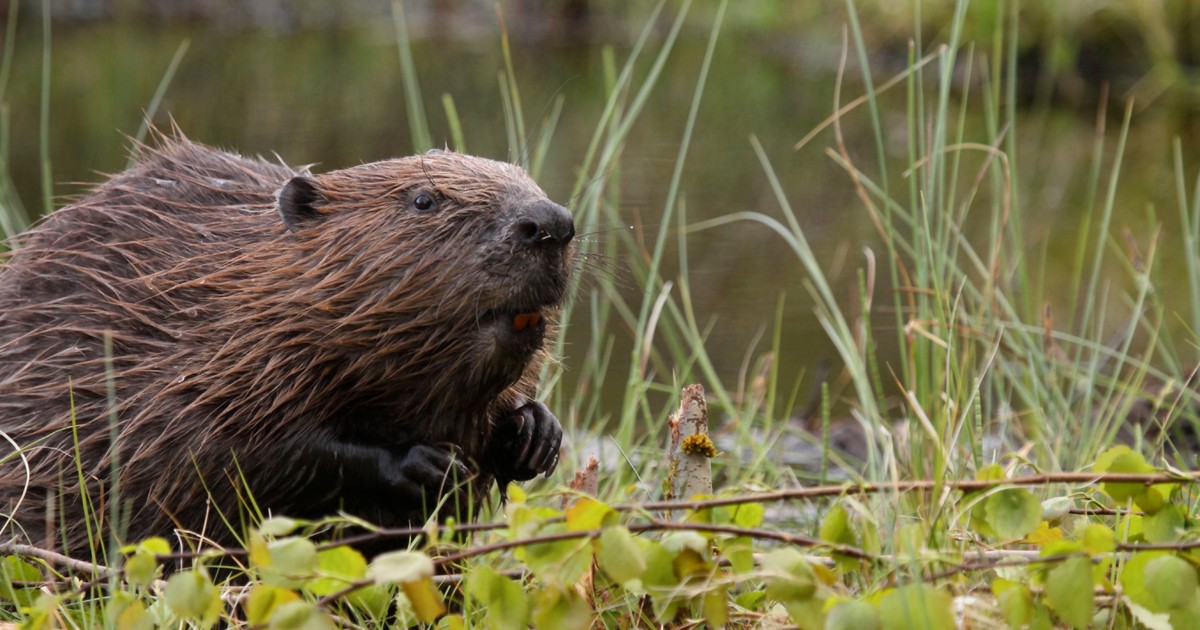 1500 bobrów do odstrzału. To się nazywa ochrona środowiska - Kobieta