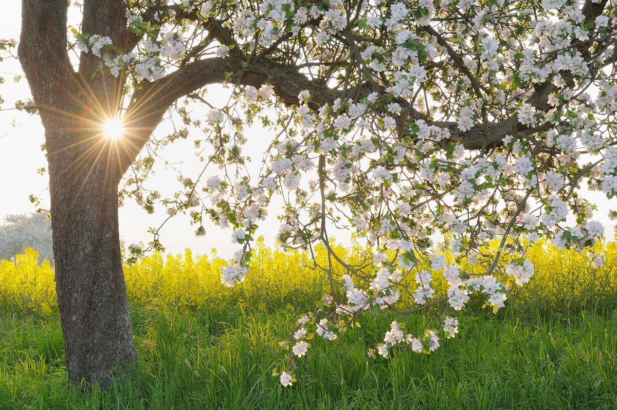 Kiderült meddig tart ez a hideg időjárás, és mikor jön végre a tavasz ...