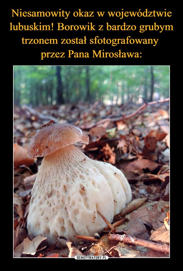 Memy o grzybach. Internauci w formie - Kobieta