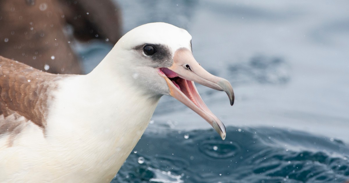Najstarsza samica ptaka na świecie wciąż pełna werwy. Znowu złożyła ...