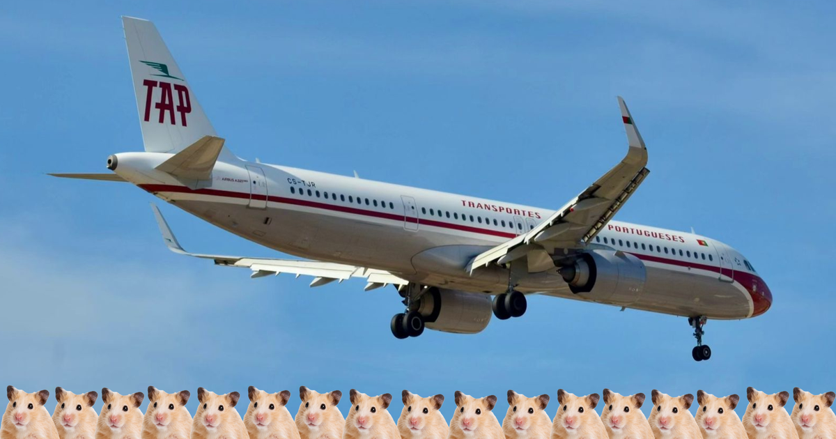 132 Hamster halten Airbus A321 Neo von Tap am Boden | aeroTELEGRAPH