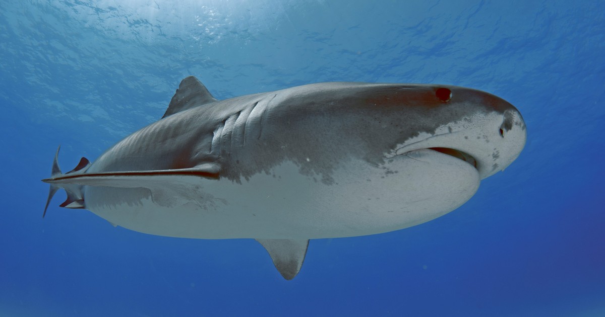 A Russian beachgoer was killed in a shark attack in Egypt while hanging ...