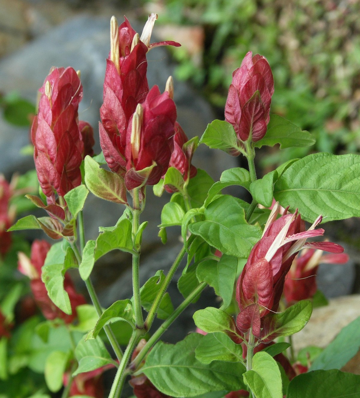 Tri biljke koje su prirodni osveživači vazduha - Žena.rs
