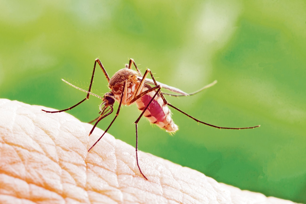 Profesor iz Novog Sad otkriva neobično oružje protiv komaraca - Blic