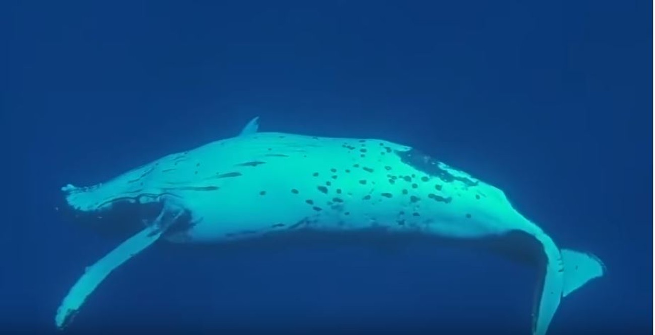 U Jadranskom moru pronađen KIT dužine 11 METARA - Blic