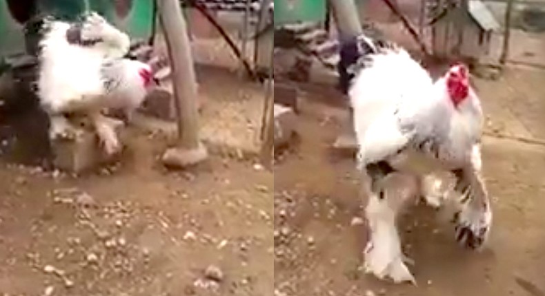 An Irishman suffered a sudden cardiac arrest after being attacked by a large chicken. His last ...