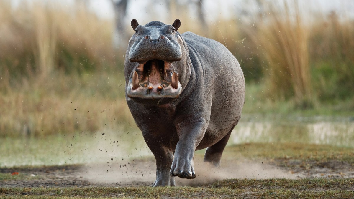Odkryto niesamowitą zdolność hipopotamów. Okazuje się, że potrafią ...