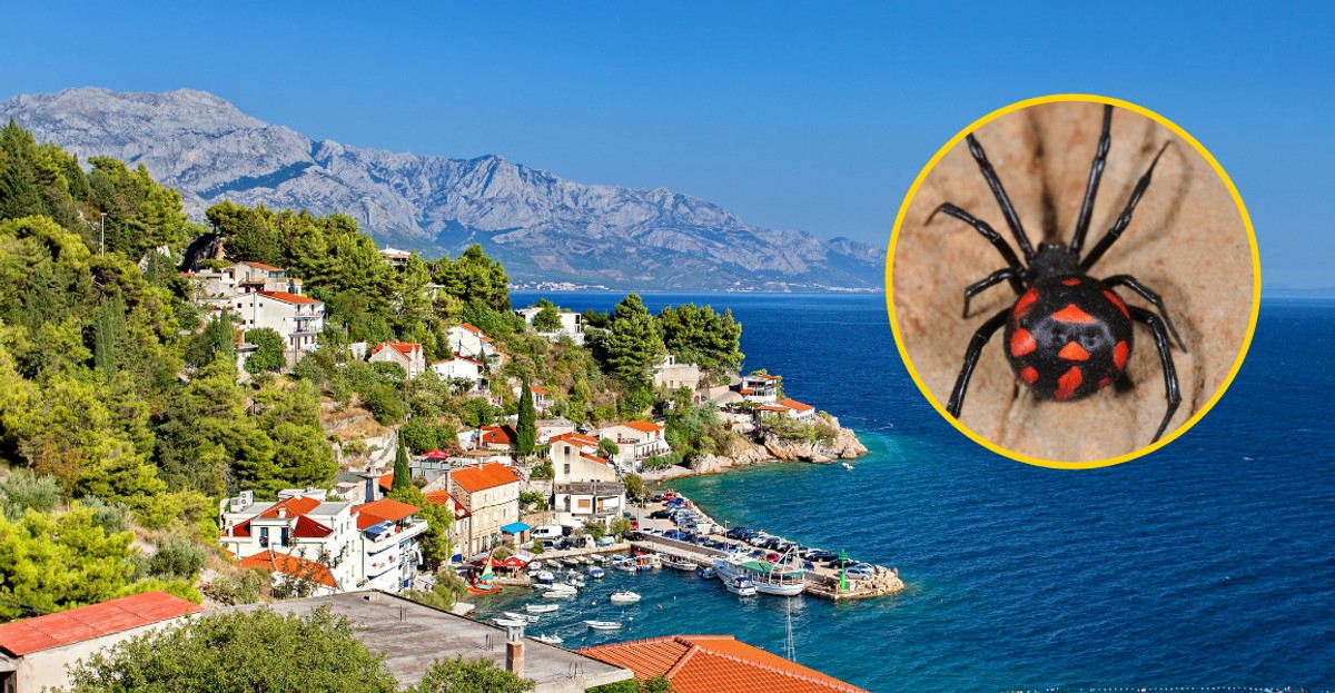Najbardziej jadowity pająk żyje w Chorwacji. Co zrobić, gdy ugryzie ...