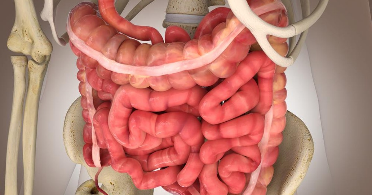 Jelito - ważna linia obrony organizmu