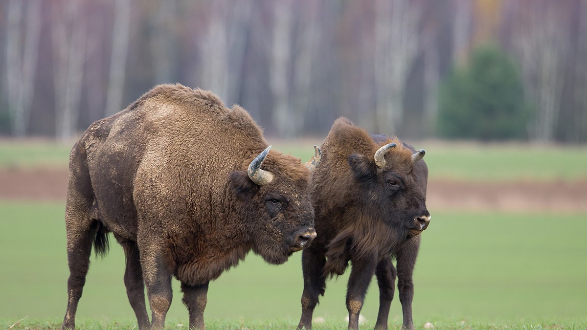 Hteo da spase bizona, ali ga je osudio na smrt: Posetilac parka ...