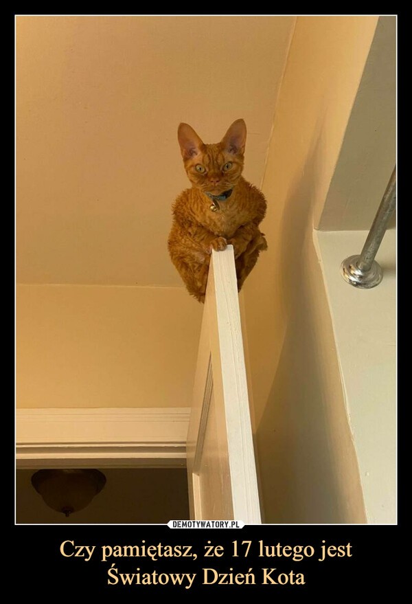 Zobacz najlepsze memy o kotach. Samo życie - Kobieta