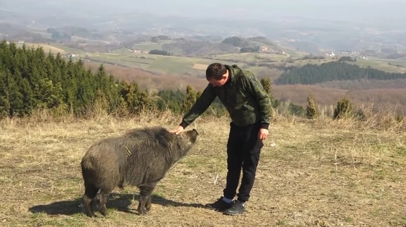 DIVLJI VEPAR GILE NAŠAO ŽENU Avramovići ga "usvojili" kad je bio ...