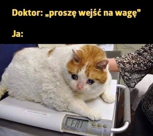 Międzynarodowy Dzień Kota. Oto najlepsze memy. Popłaczesz sie ze ...