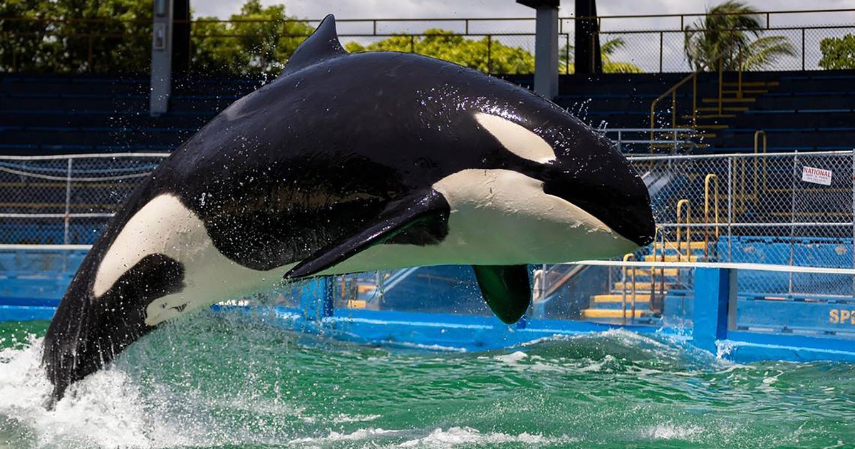 An orca kept in the world's smallest enclosure died from multiple ...
