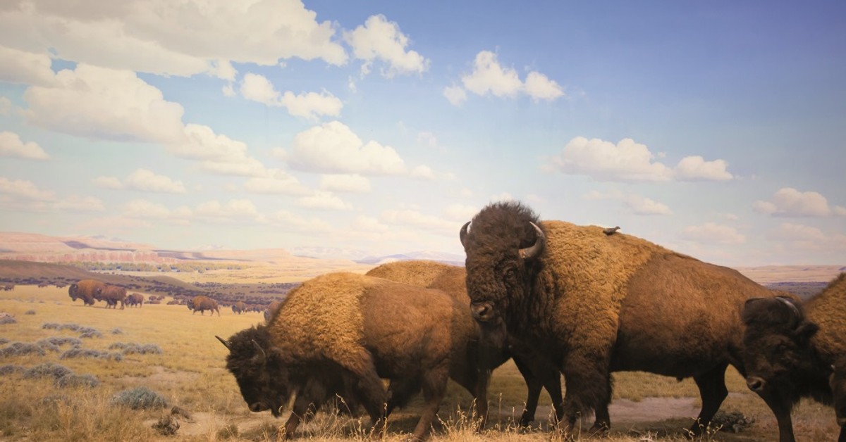 19 gatunków roślin i zwierząt zostanie dodanych do polskiej listy ...