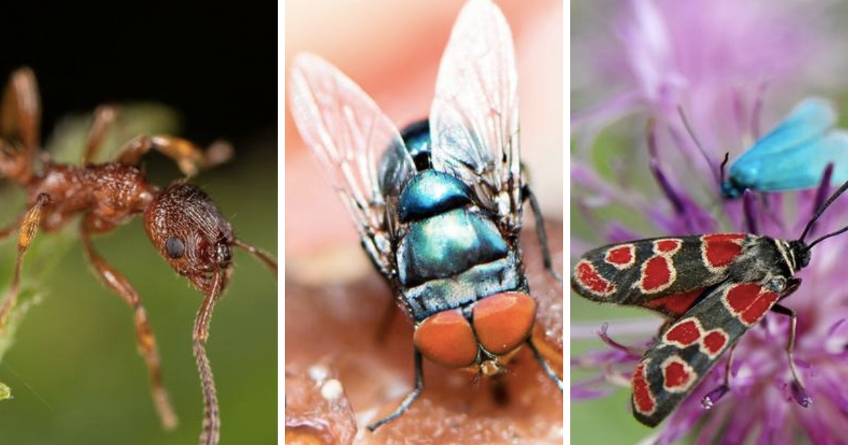 Znasz owady żyjące w Polsce? 10/15 w tym quizie to bardzo dobry wynik ...
