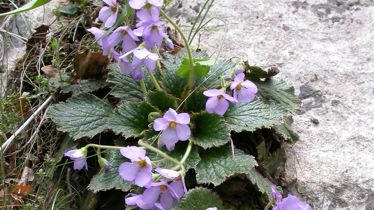 Kap vode ih vraća u život - Blic