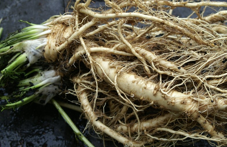 Chrzan – jakie ma właściwości, gdzie kupować i jak wybierać? - Zdrowie