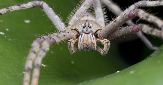 Ten ogromny pająk istnieje naprawdę! - Podróże
