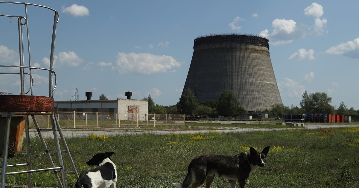 Chernobyl's stray dogs are 'genetically distinct' 40 years after the ...