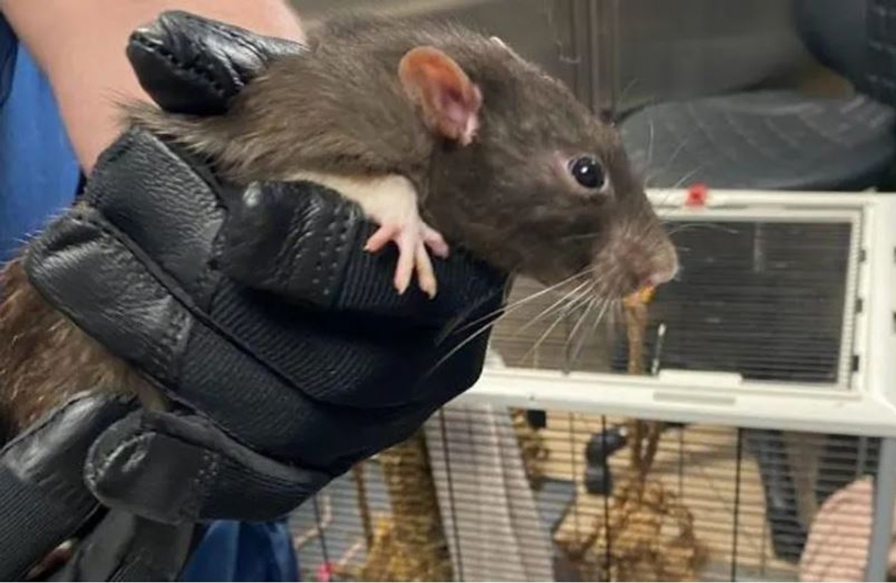 Sara je u kući držala više od 100 pacova kao ljubimce: "U vazduhu se ...